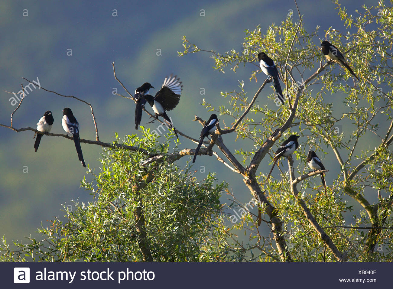Magpies Group High Resolution Stock Photography and Images - Alamy