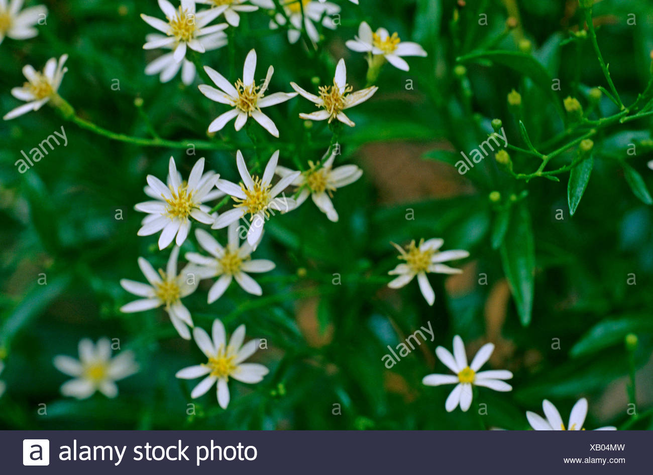 Olearia Australia High Resolution Stock Photography and Images - Alamy