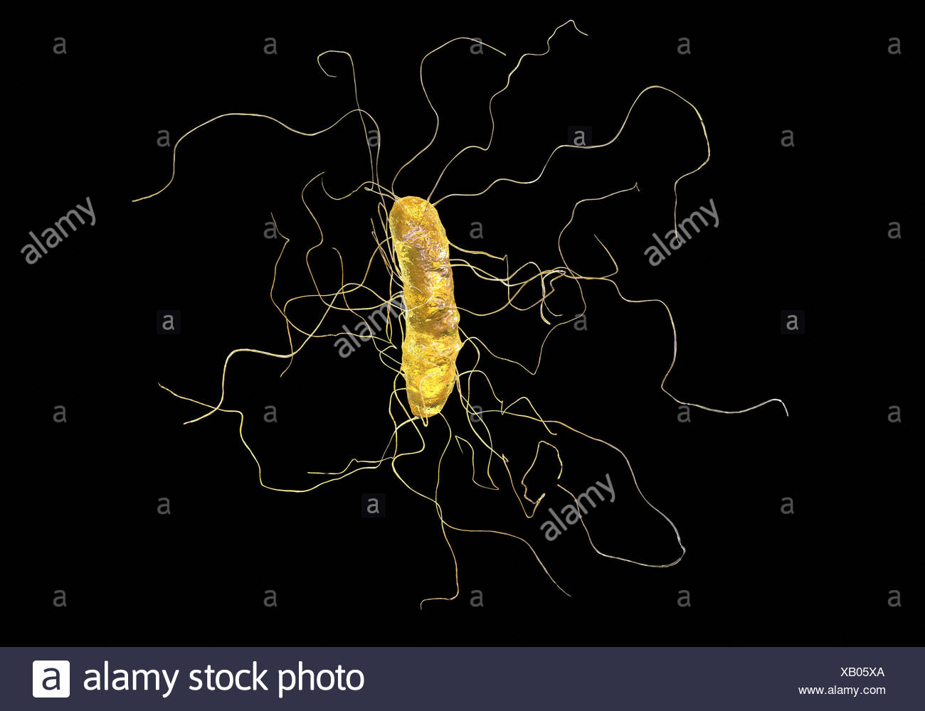 Bacterial Spore High Resolution Stock Photography and Images - Alamy