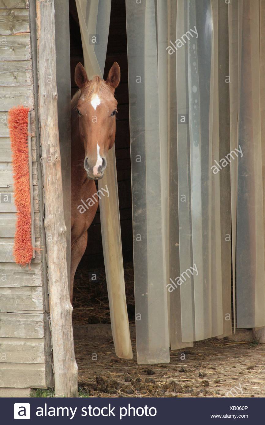 Stabling High Resolution Stock Photography and Images - Alamy