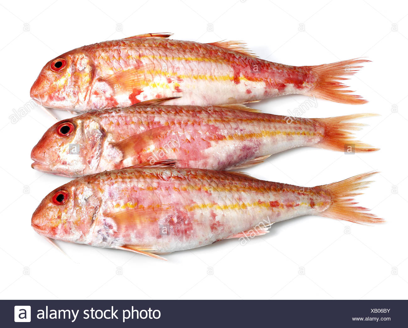 Striped Red Mullets Mullus Surmuletus High Resolution Stock Photography ...