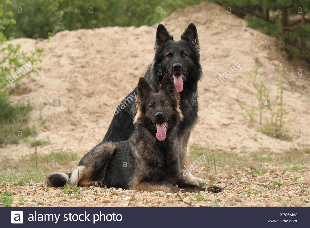 Old German Shepherd Dogs High Resolution Stock Photography and Images ...