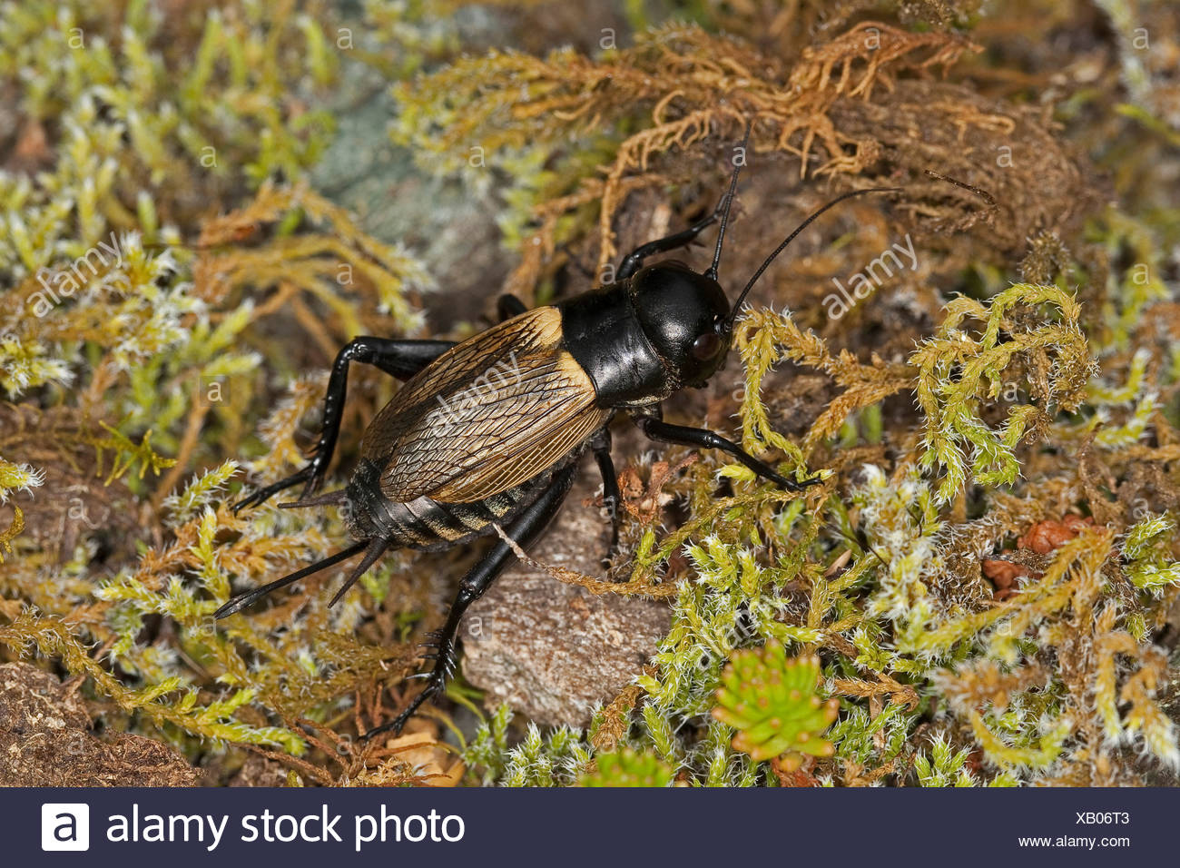 Field Cricket Gryllus Campestris Stock Photos & Field Cricket Gryllus ...