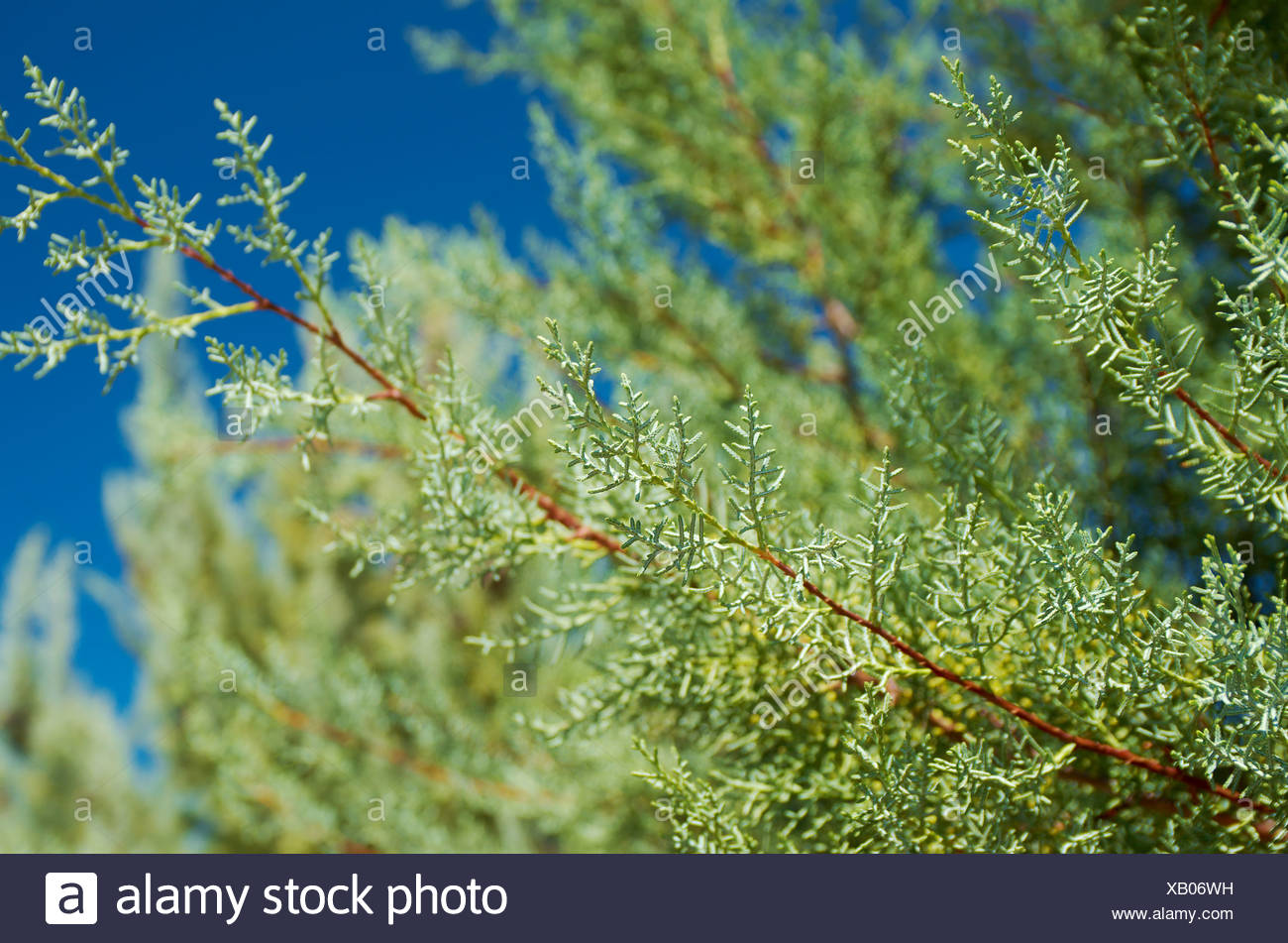 Cypress Wood High Resolution Stock Photography and Images - Alamy