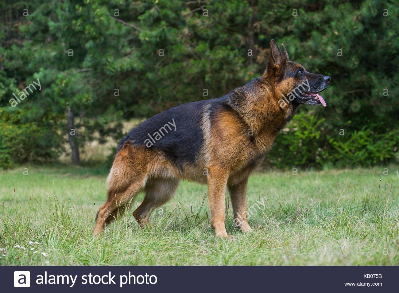 German Shepherd Profile Stock Photos & German Shepherd Profile Stock ...