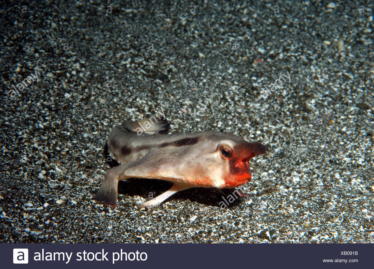 Red Lipped Batfish High Resolution Stock Photography and Images - Alamy