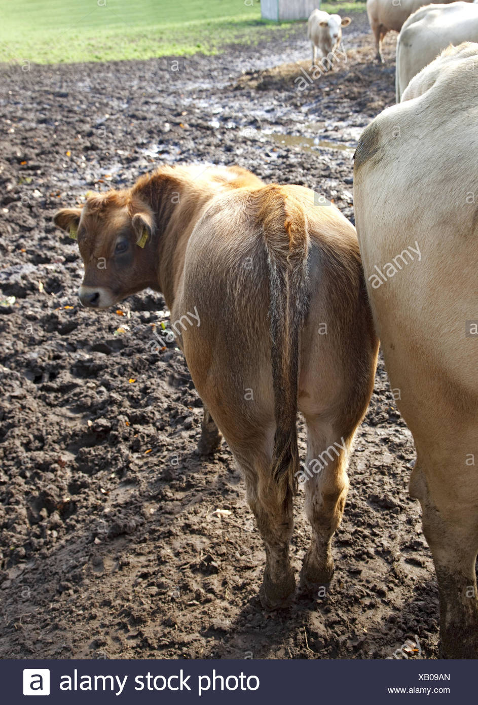 Cows Mud High Resolution Stock Photography and Images - Alamy