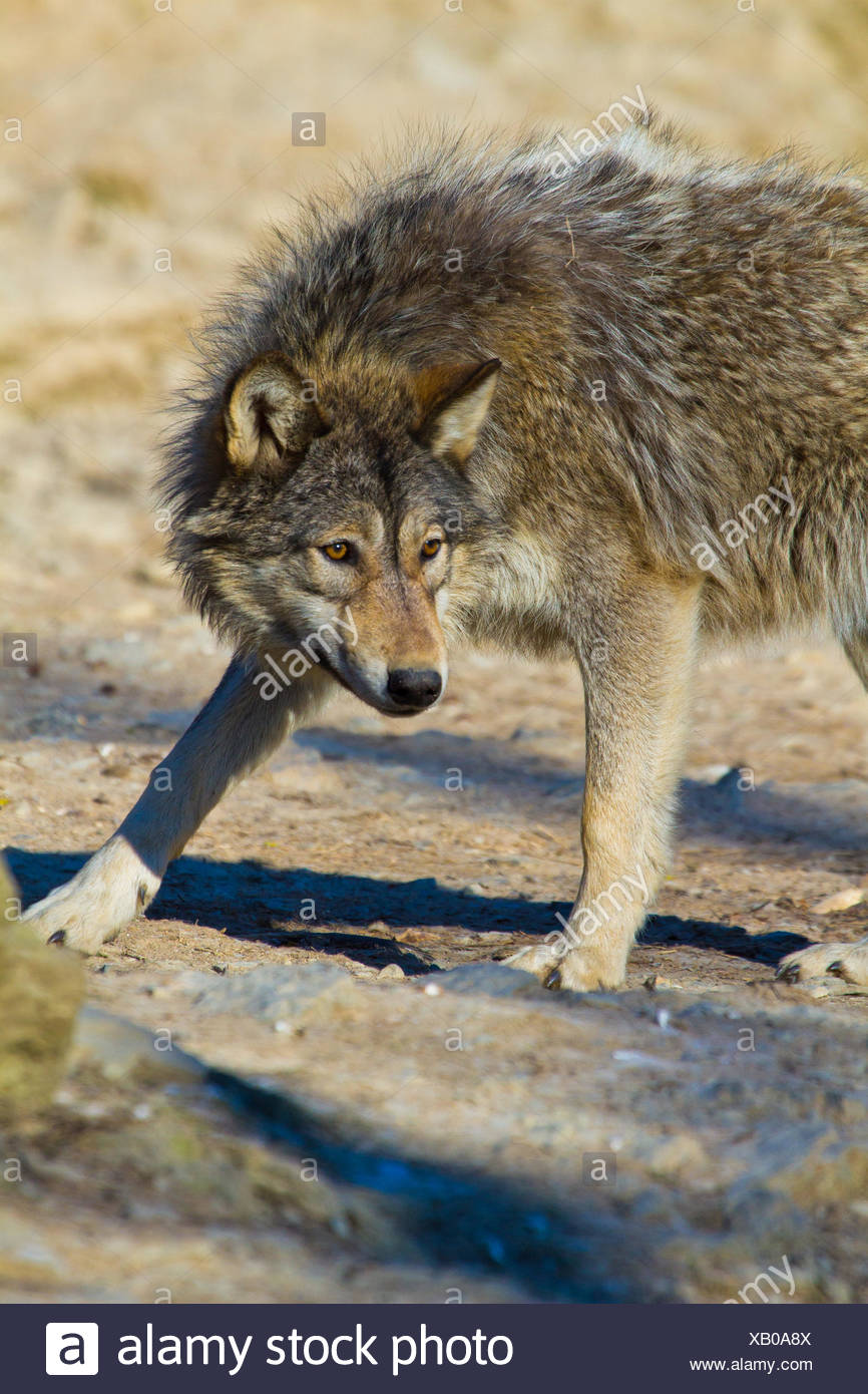 Canadian Zoos High Resolution Stock Photography and Images - Alamy