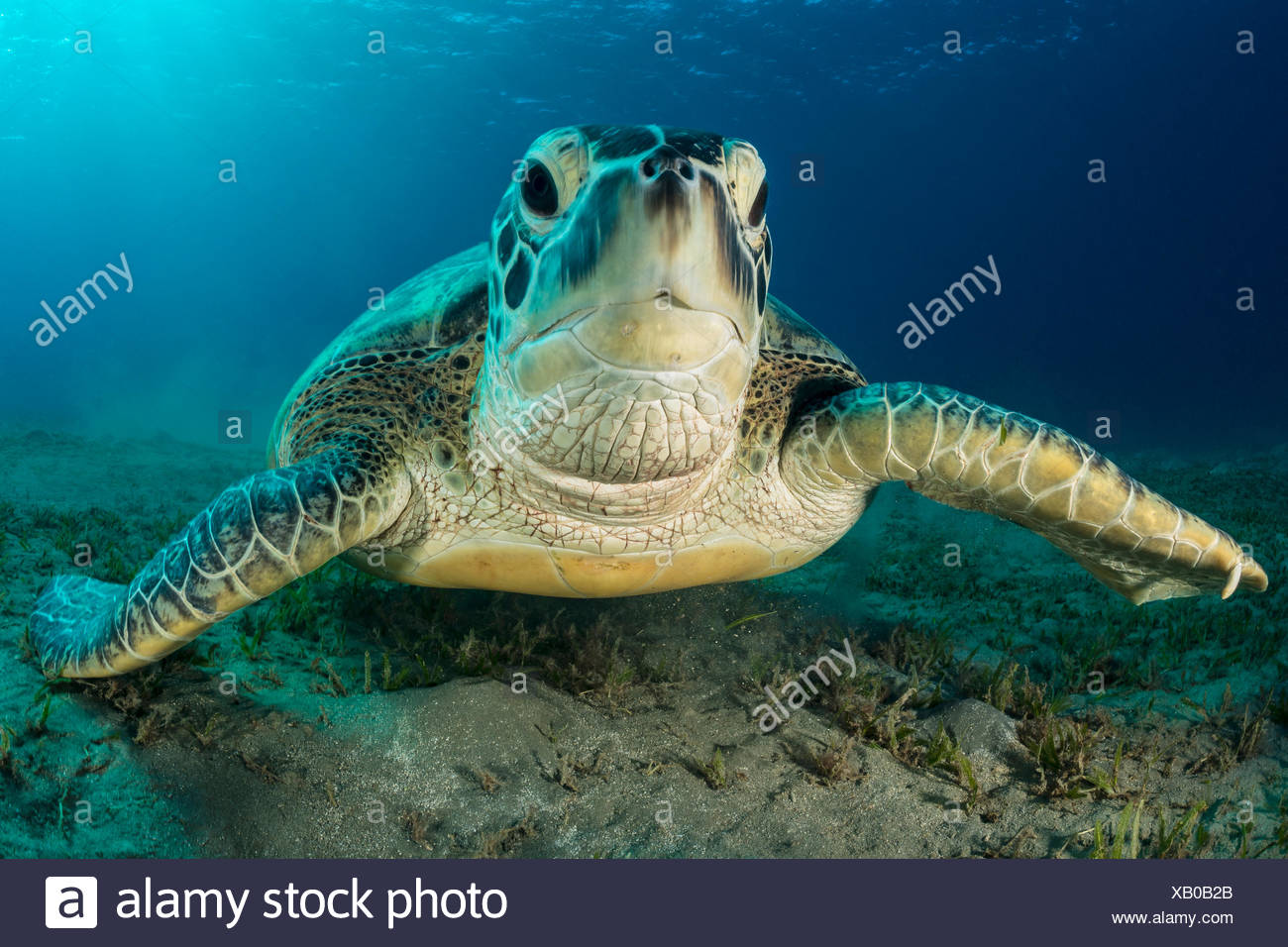 Marsa Alam, Egypt High Resolution Stock Photography and Images - Alamy