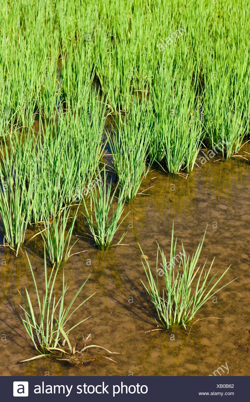 Rice Growing Italy High Resolution Stock Photography and Images - Alamy