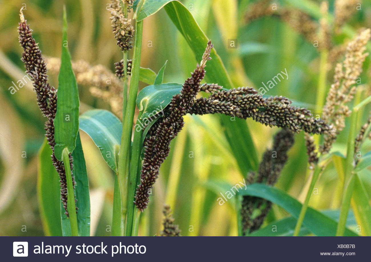Flowering Millet Grass High Resolution Stock Photography and Images - Alamy