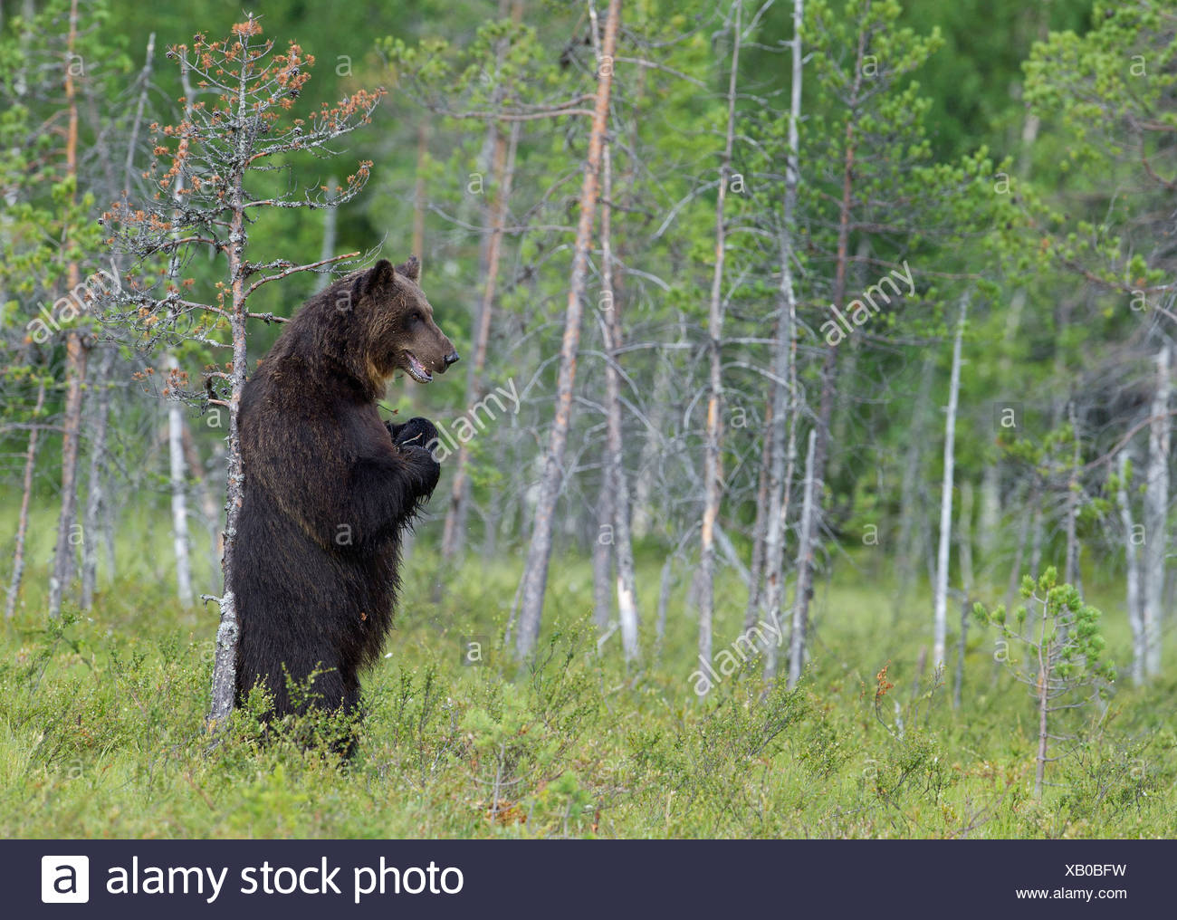 Bear Scratching On Tree High Resolution Stock Photography and Images ...