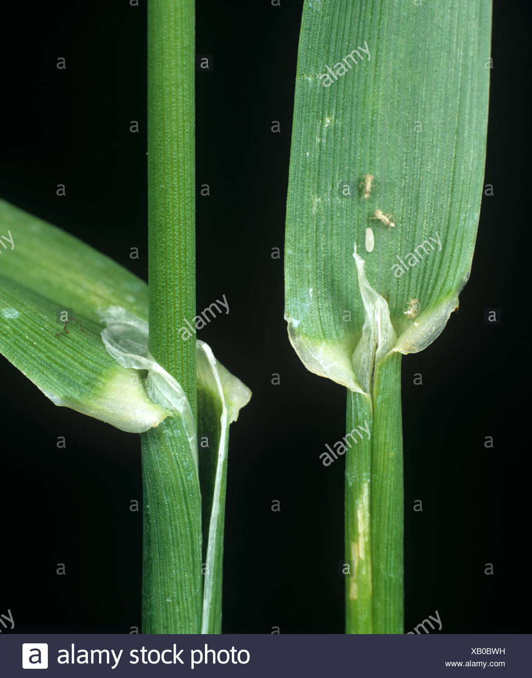 Leaf And Ligule Stock Photos & Leaf And Ligule Stock Images - Alamy