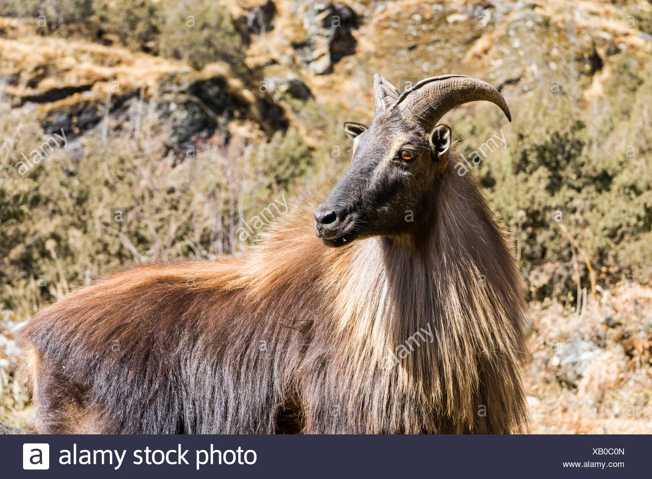 Big Goat High Resolution Stock Photography and Images - Alamy