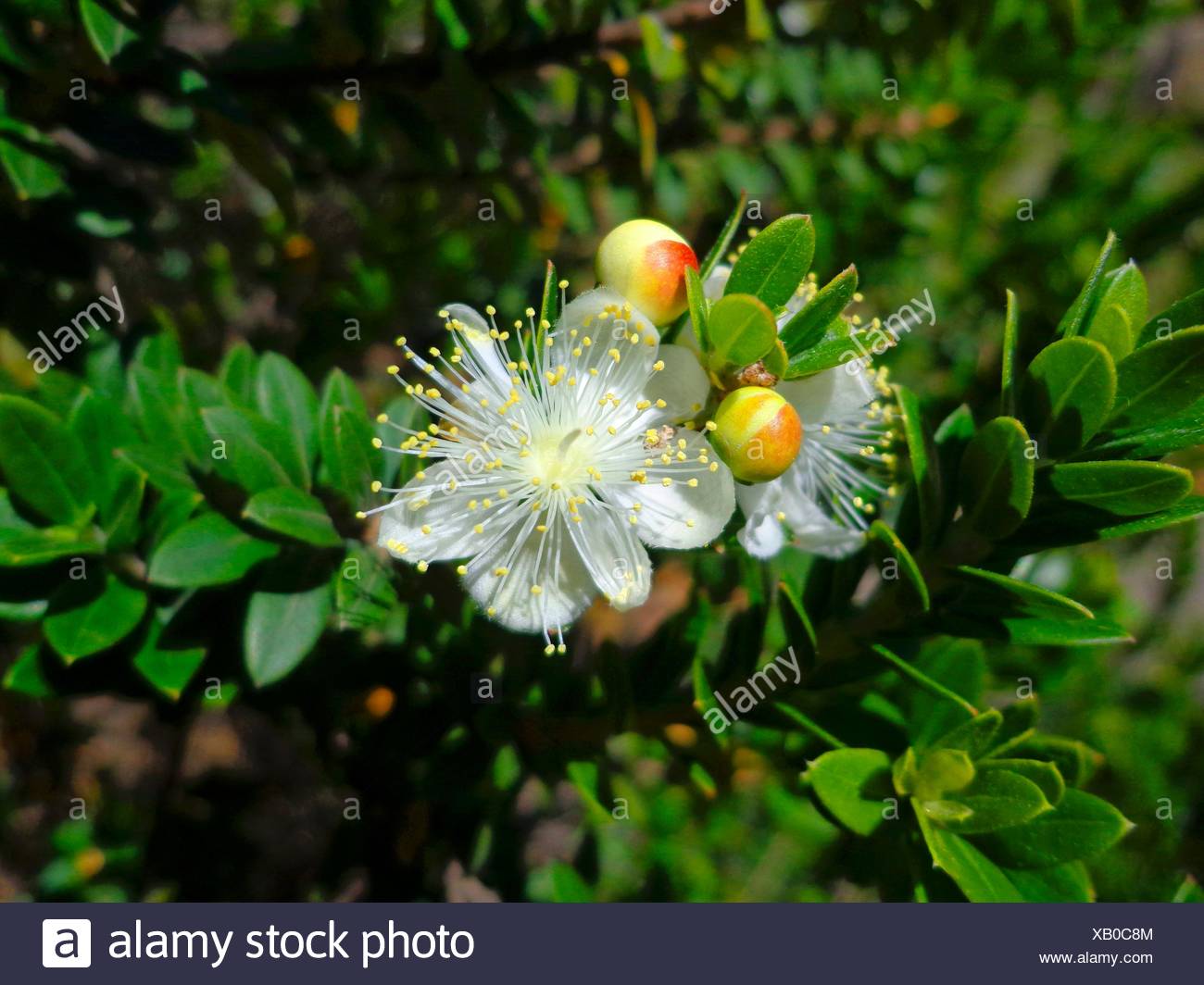 Myrtus Communis High Resolution Stock Photography and Images - Alamy
