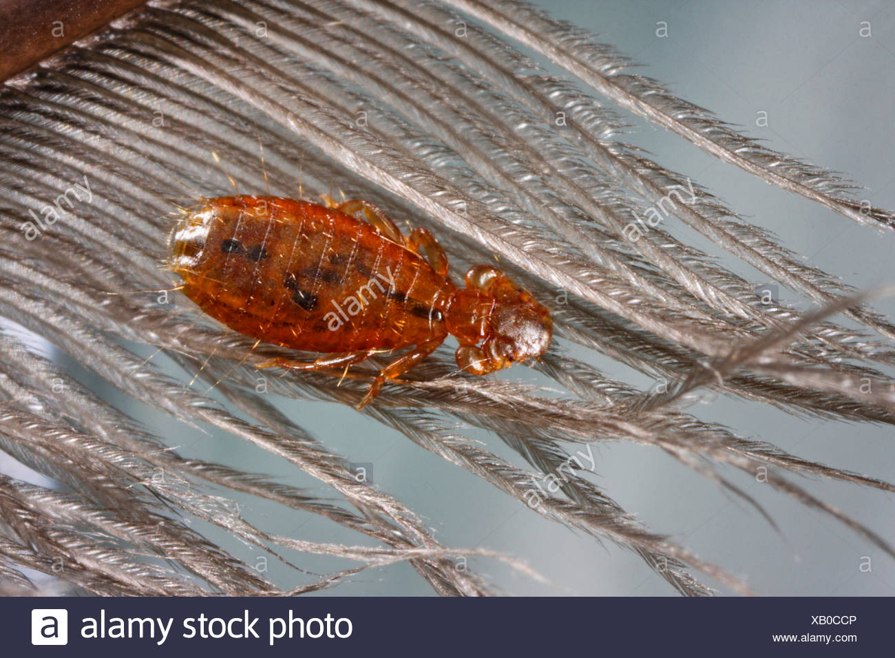 Bird Lice High Resolution Stock Photography and Images - Alamy