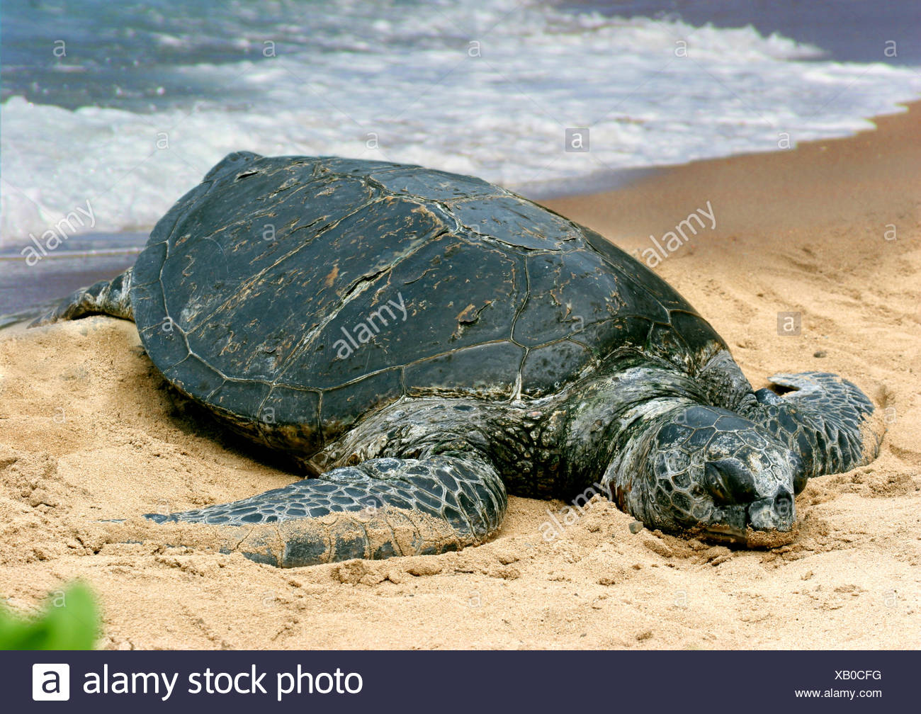 Female Sea Turtle High Resolution Stock Photography and Images - Alamy