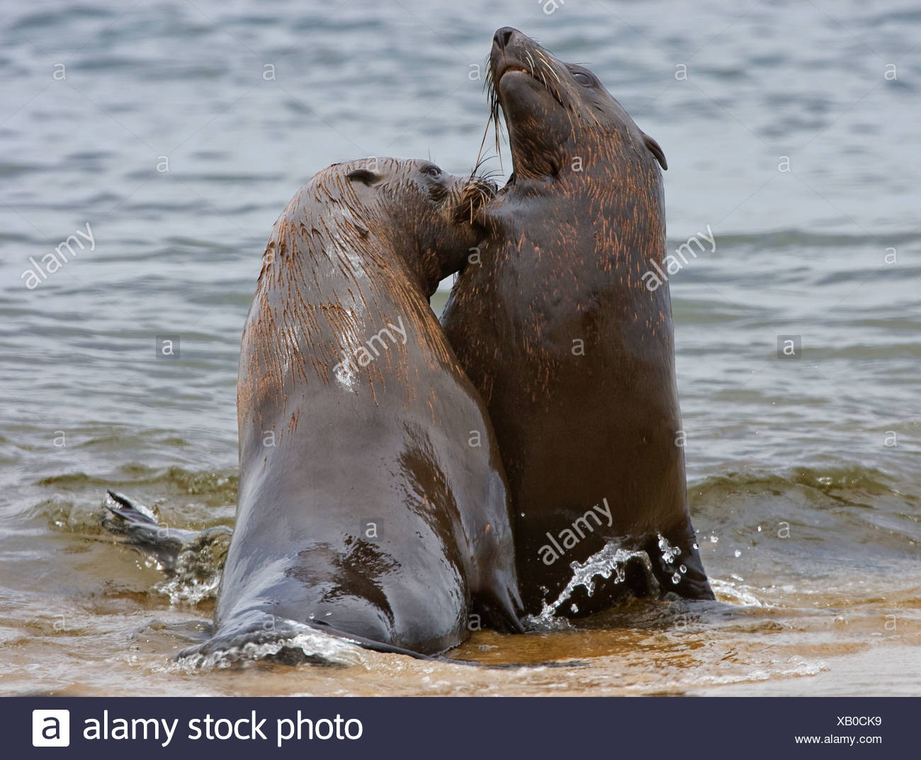 African Seals High Resolution Stock Photography and Images - Alamy