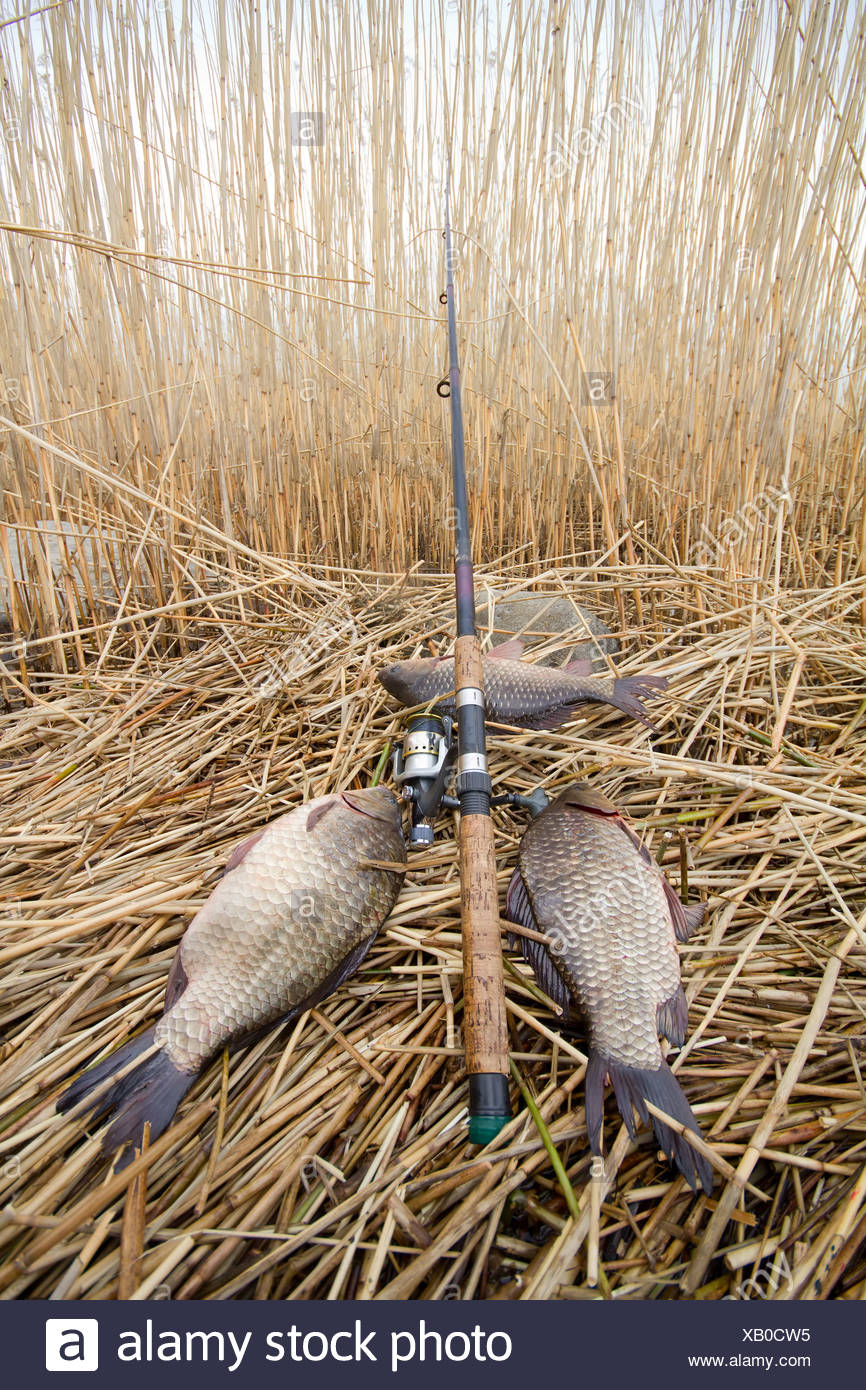 Crucian Carp Stock Photos & Crucian Carp Stock Images - Alamy