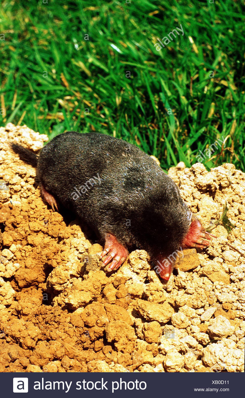 Talpidae High Resolution Stock Photography and Images - Alamy