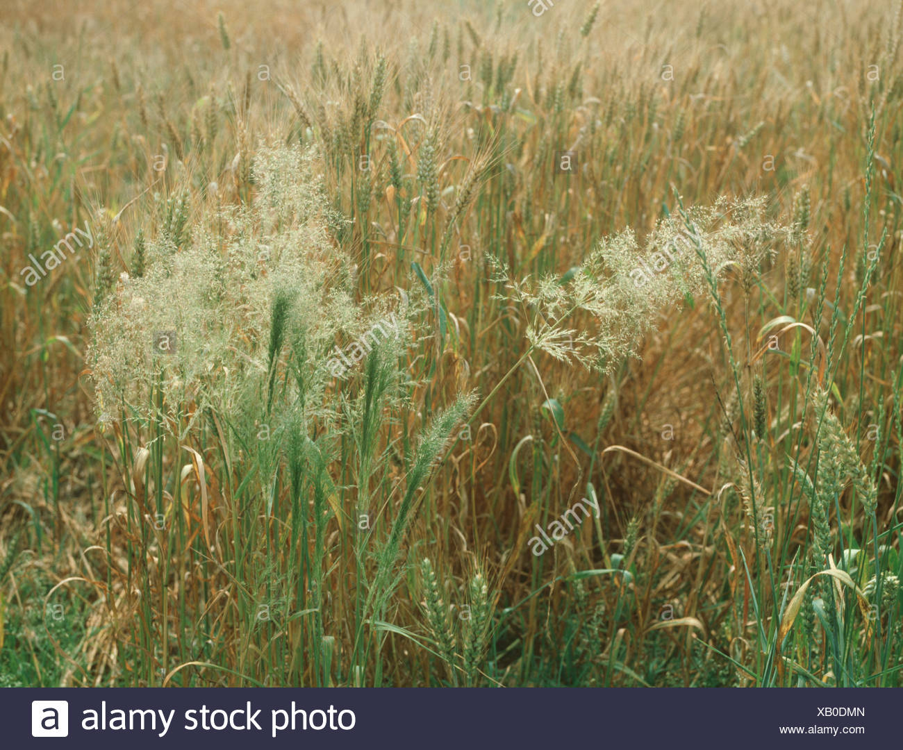 Bearded Wheat Grass High Resolution Stock Photography and Images - Alamy