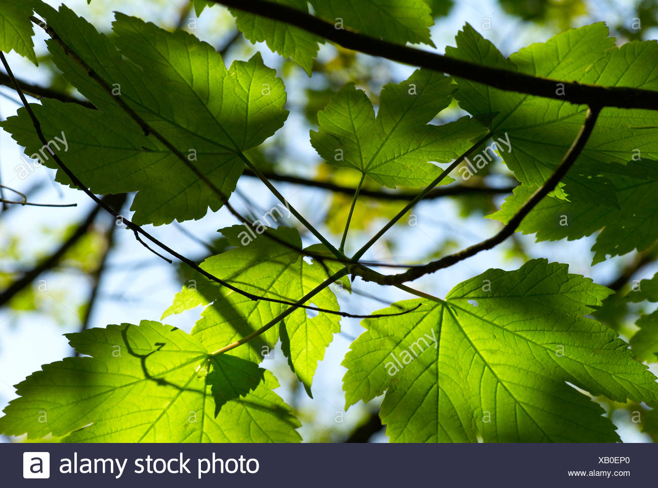 Tree Leaves Sycamore High Resolution Stock Photography and Images - Alamy
