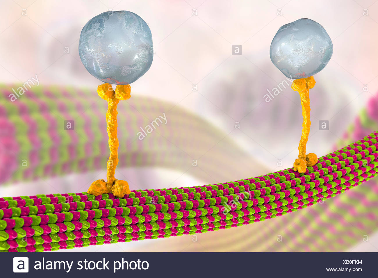 Intracellular Stock Photos & Intracellular Stock Images - Alamy