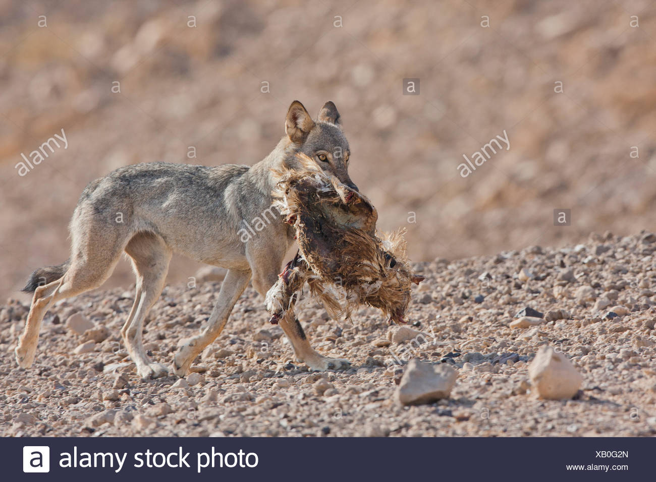 Arabian Wolf Stock Photos & Arabian Wolf Stock Images - Alamy