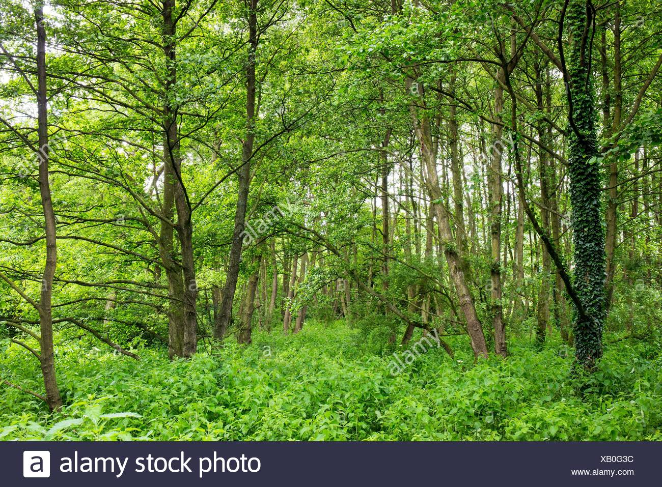 Overgrown Forest Stock Photos & Overgrown Forest Stock Images - Alamy