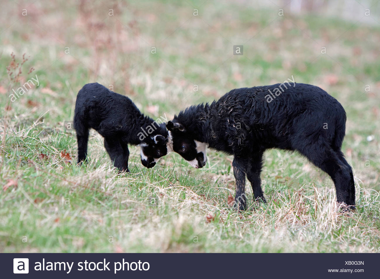 Romanov Sheep High Resolution Stock Photography and Images - Alamy