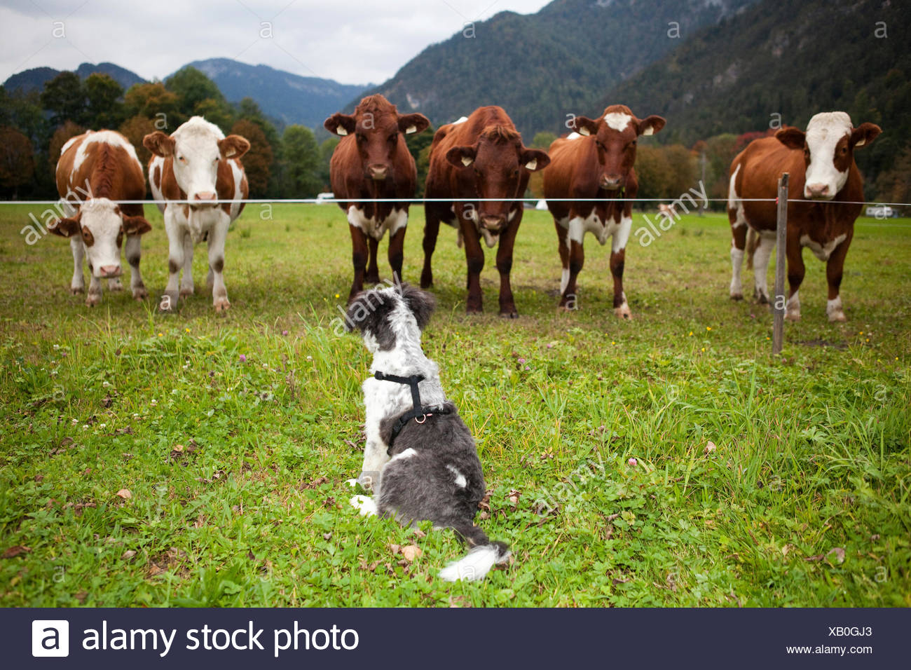 Sitting Cows High Resolution Stock Photography and Images - Alamy