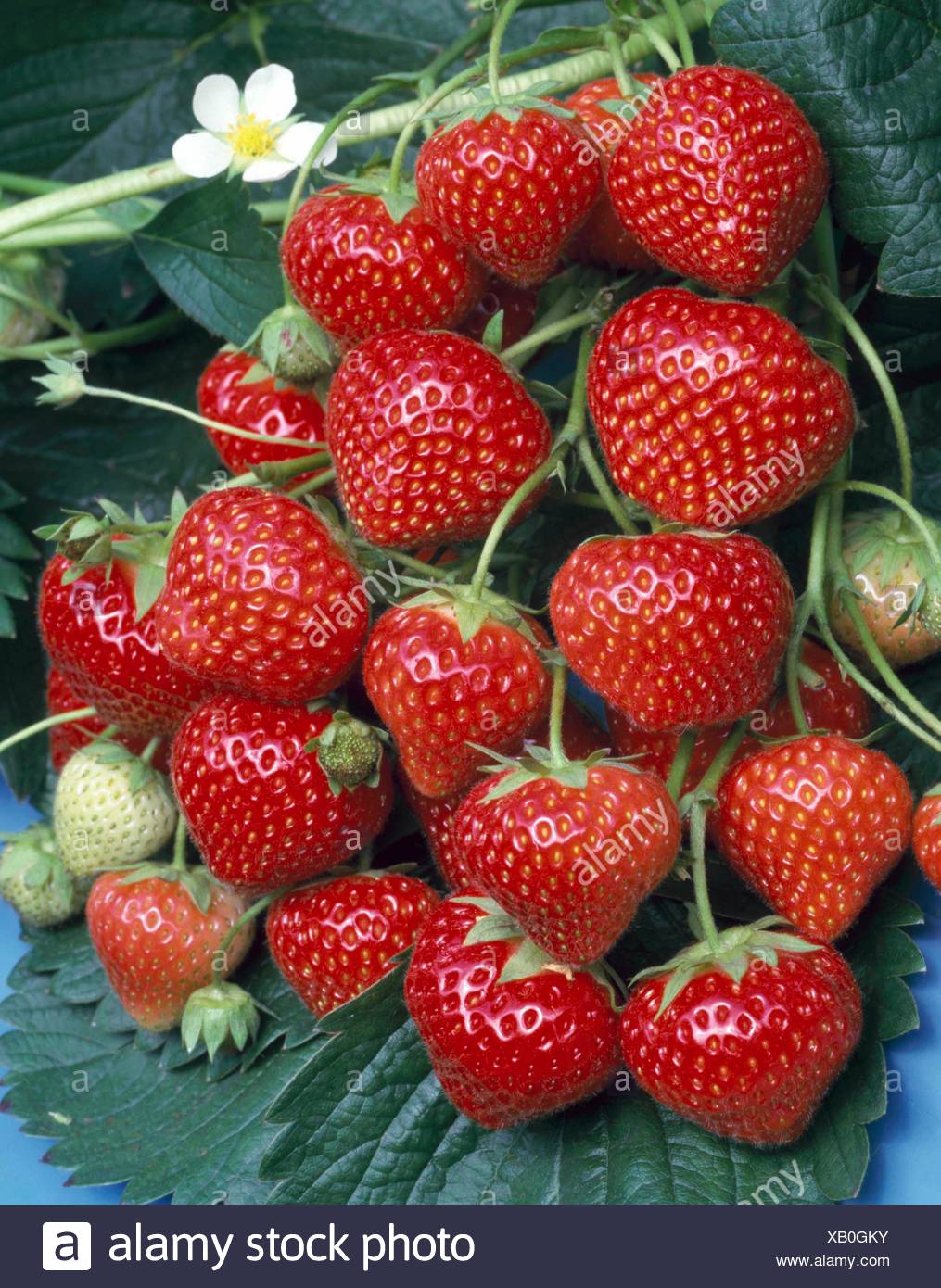 Elsanta High Resolution Stock Photography and Images - Alamy