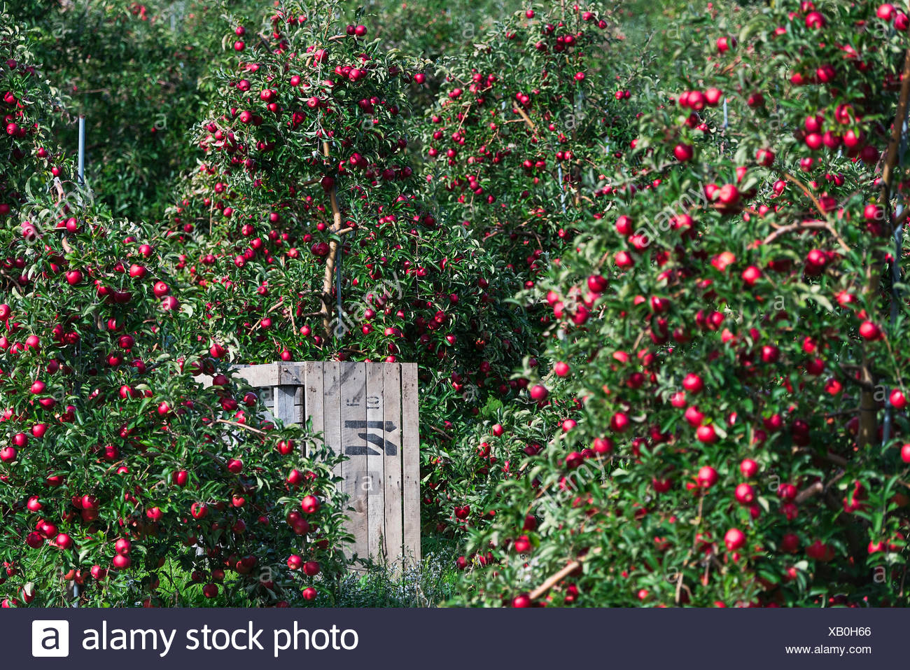 Red Apple Orchard High Resolution Stock Photography and Images - Alamy