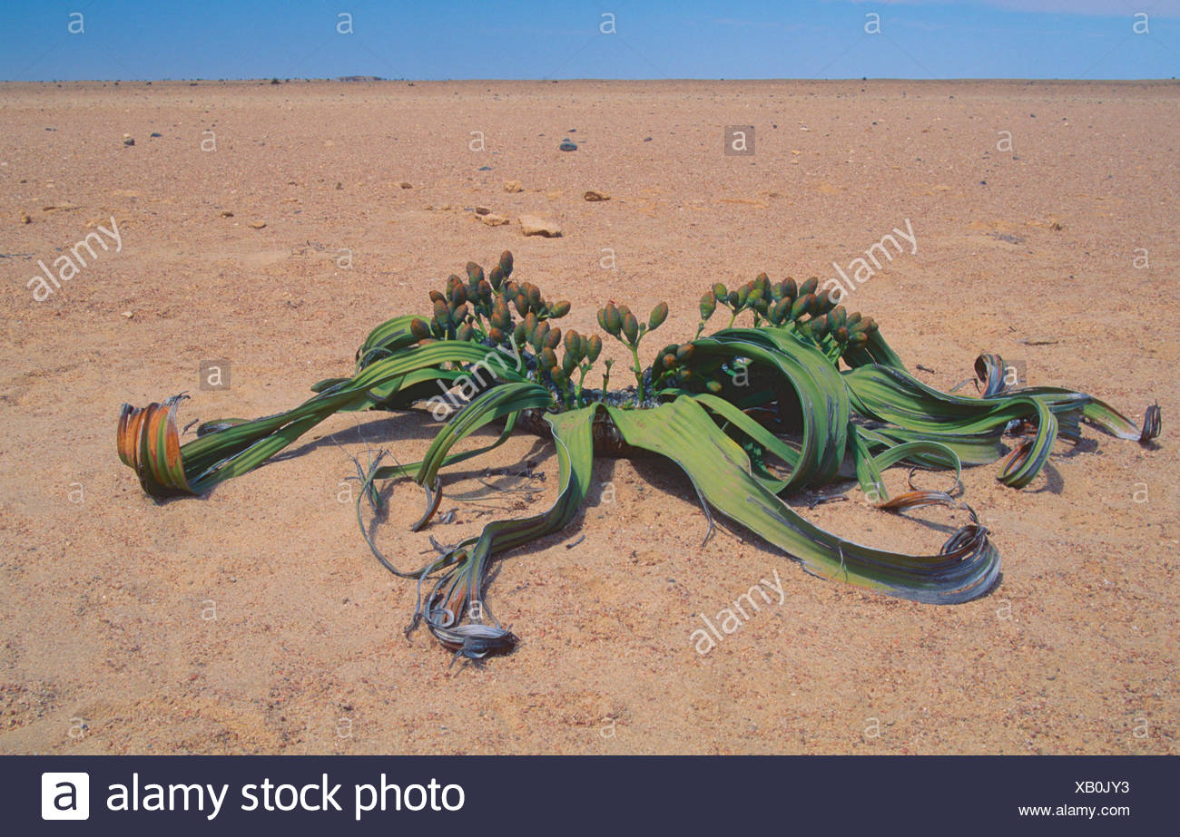 Welwitschia Mirabilis High Resolution Stock Photography and Images - Alamy