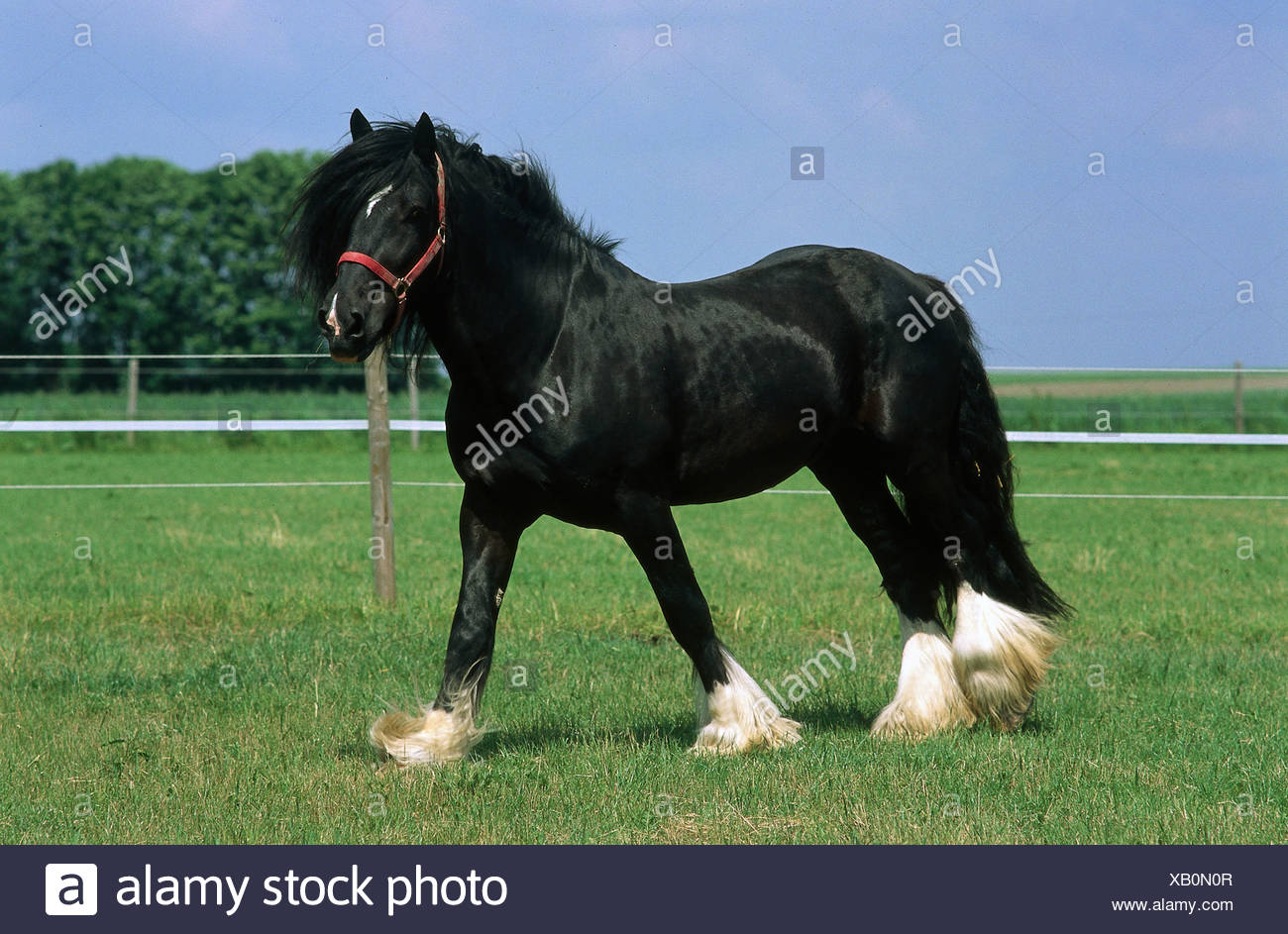 Old English Black Horse Stock Photos & Old English Black Horse Stock ...