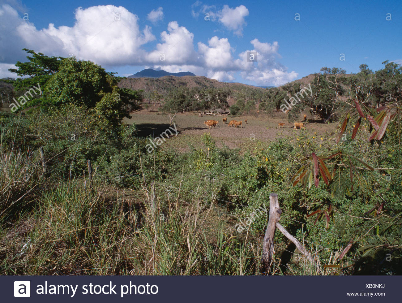 Cattle Overgrazing High Resolution Stock Photography and Images - Alamy