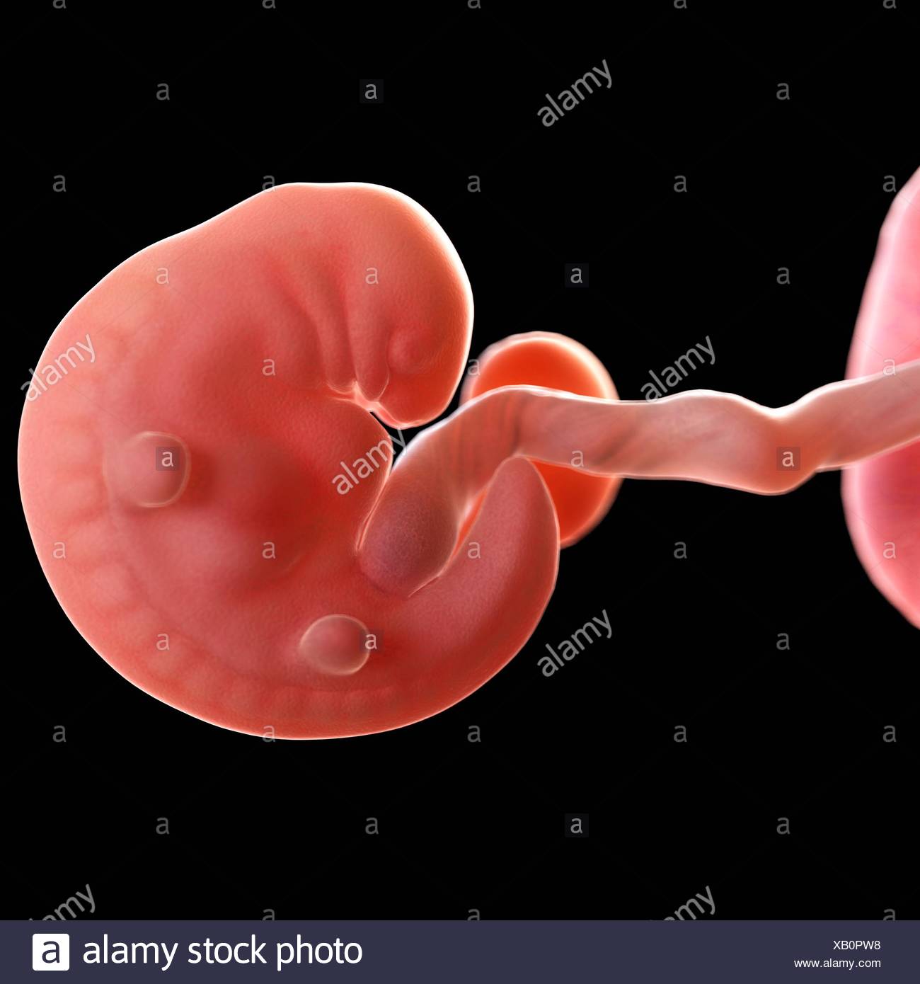 Fetus 6 Weeks High Resolution Stock Photography and Images - Alamy