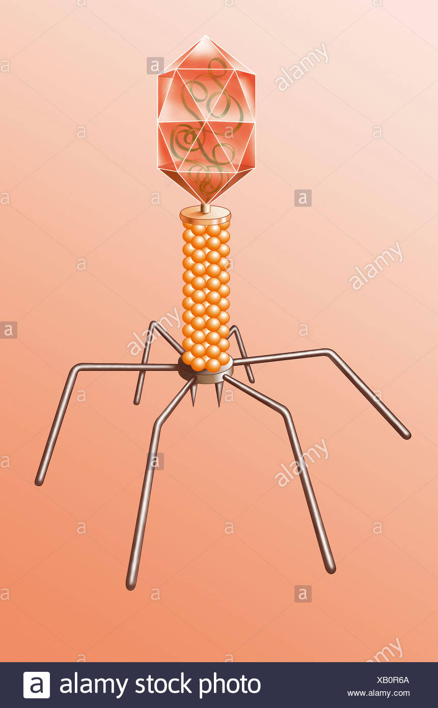 T2 Bacteriophage Stock Photos & T2 Bacteriophage Stock Images - Alamy
