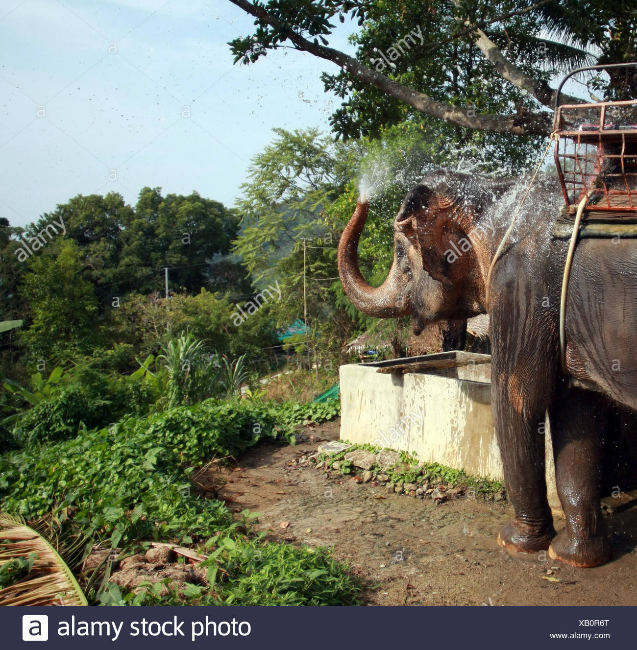 Elephant Shower Stock Photos & Elephant Shower Stock Images - Alamy