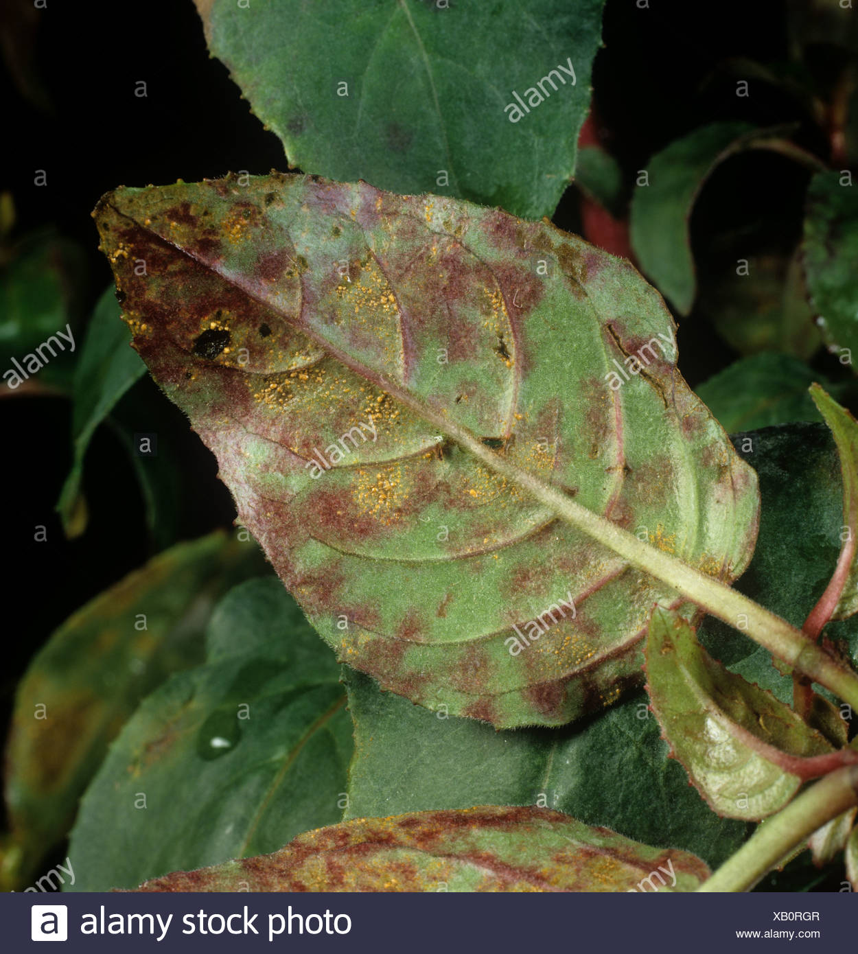 Fuchsia Plant Uk High Resolution Stock Photography and Images - Alamy