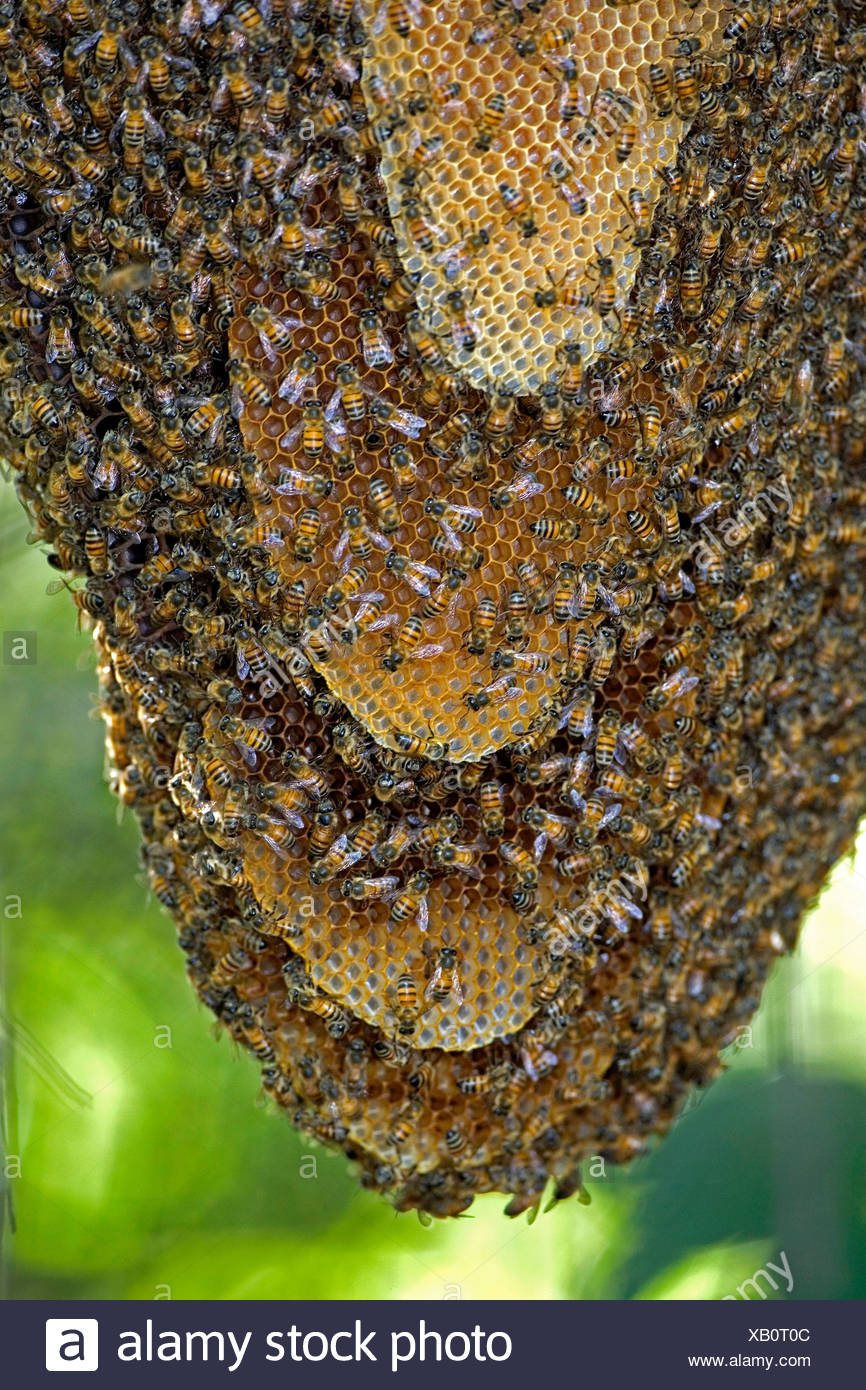 African Killer Bee Stock Photos & African Killer Bee Stock Images - Alamy