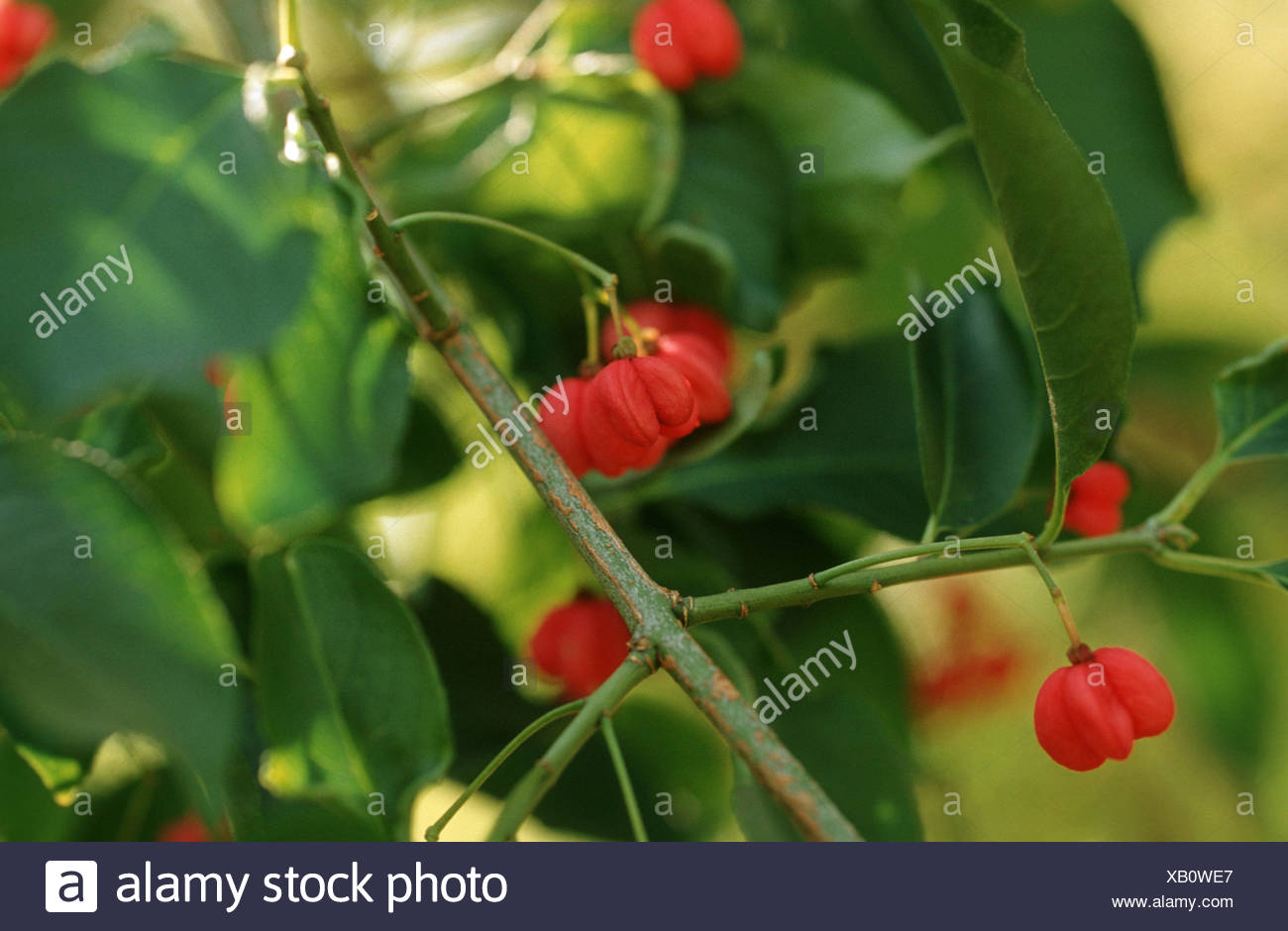 Hamiltonianus High Resolution Stock Photography and Images - Alamy