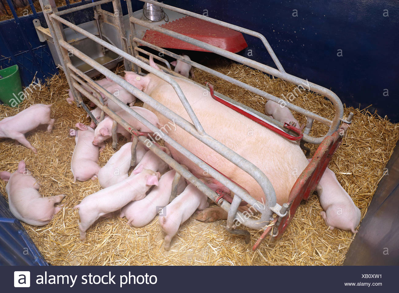 Pig Farming High Resolution Stock Photography and Images - Alamy