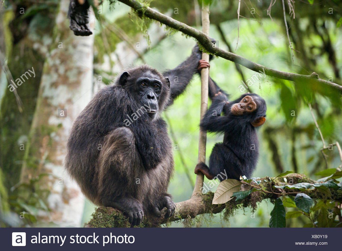 Baby Animals Forest High Resolution Stock Photography and Images - Alamy