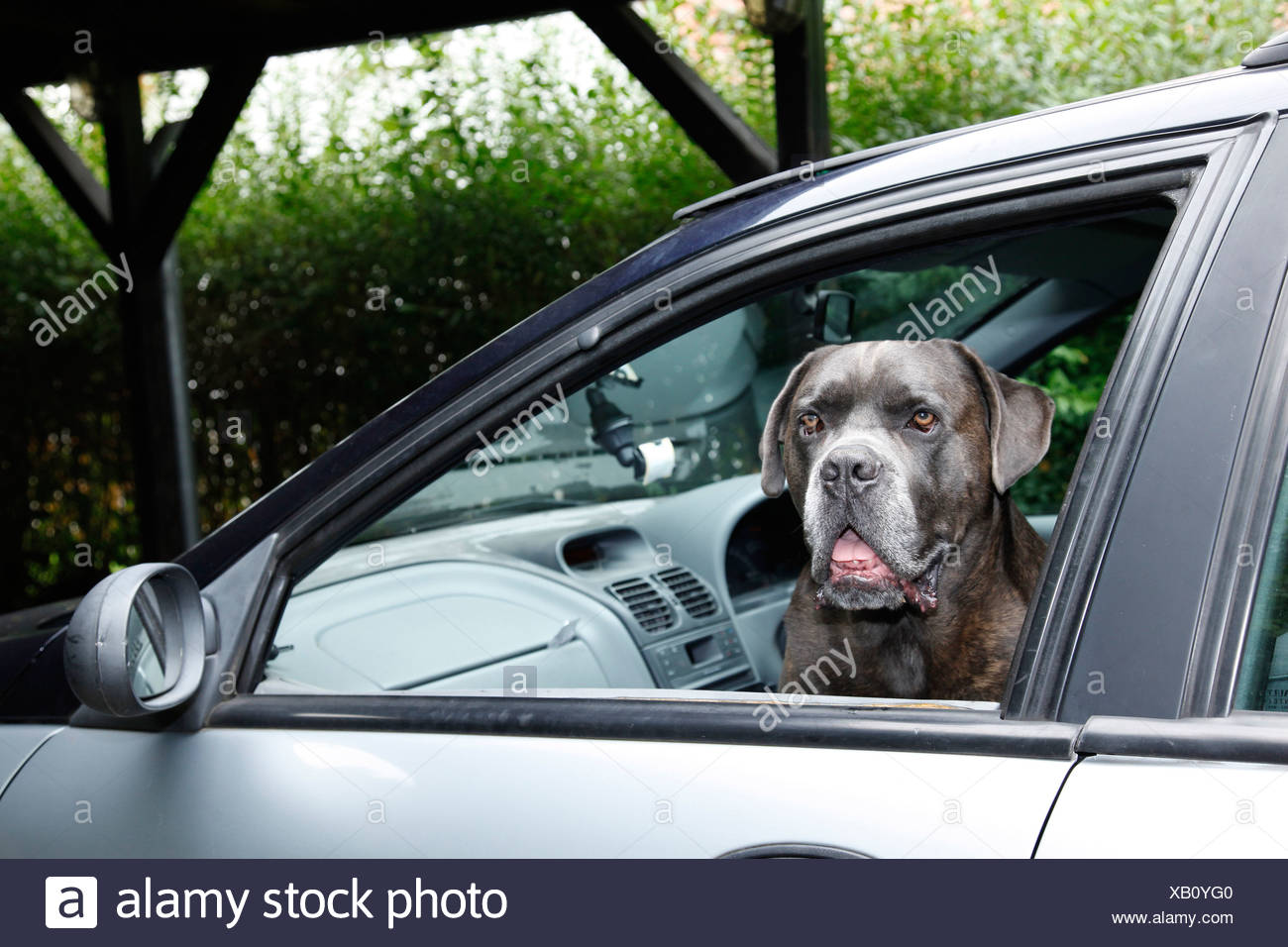 Car Corso High Resolution Stock Photography and Images - Alamy