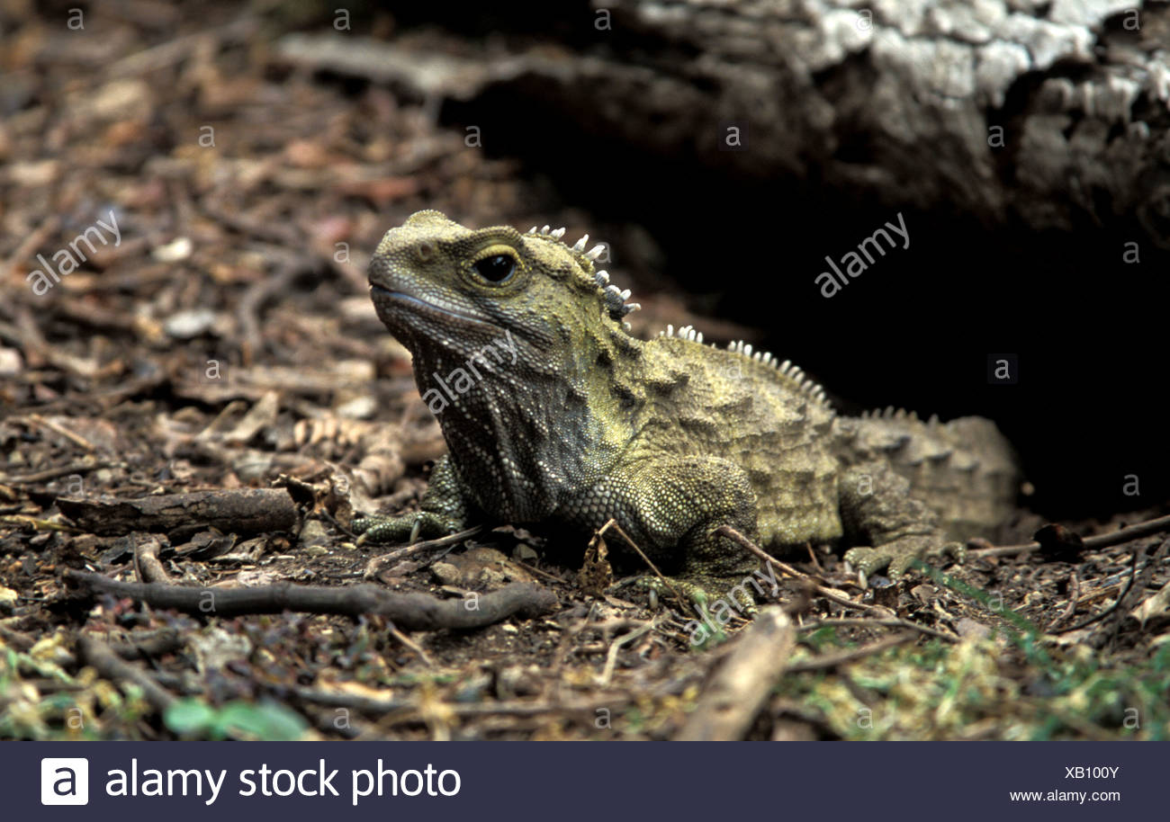 Tuatara Sphenodon Punctatus High Resolution Stock Photography and ...