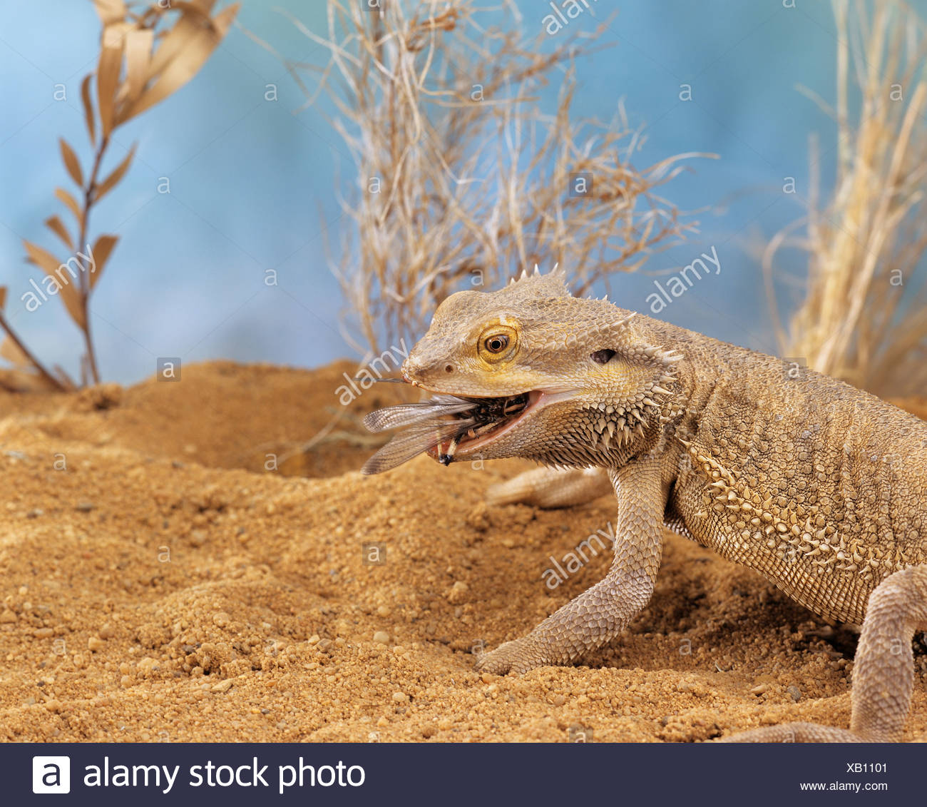 Wild Eastern Bearded Dragon High Resolution Stock Photography and ...