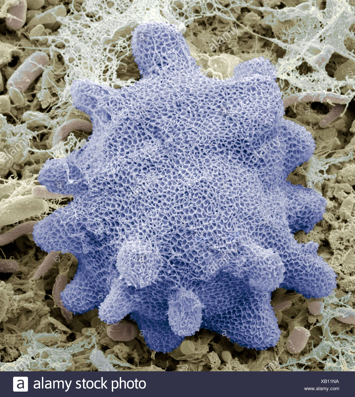 Freshwater Sponge Spongilla High Resolution Stock Photography and ...