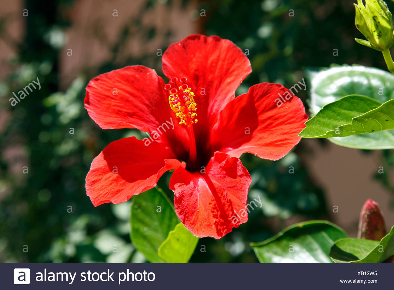 Rose Of China Hibiscus Rosa Sinensis High Resolution Stock Photography ...