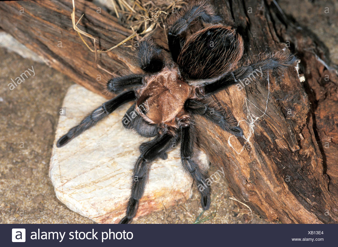 Mexican Rose Stock Photos & Mexican Rose Stock Images - Alamy